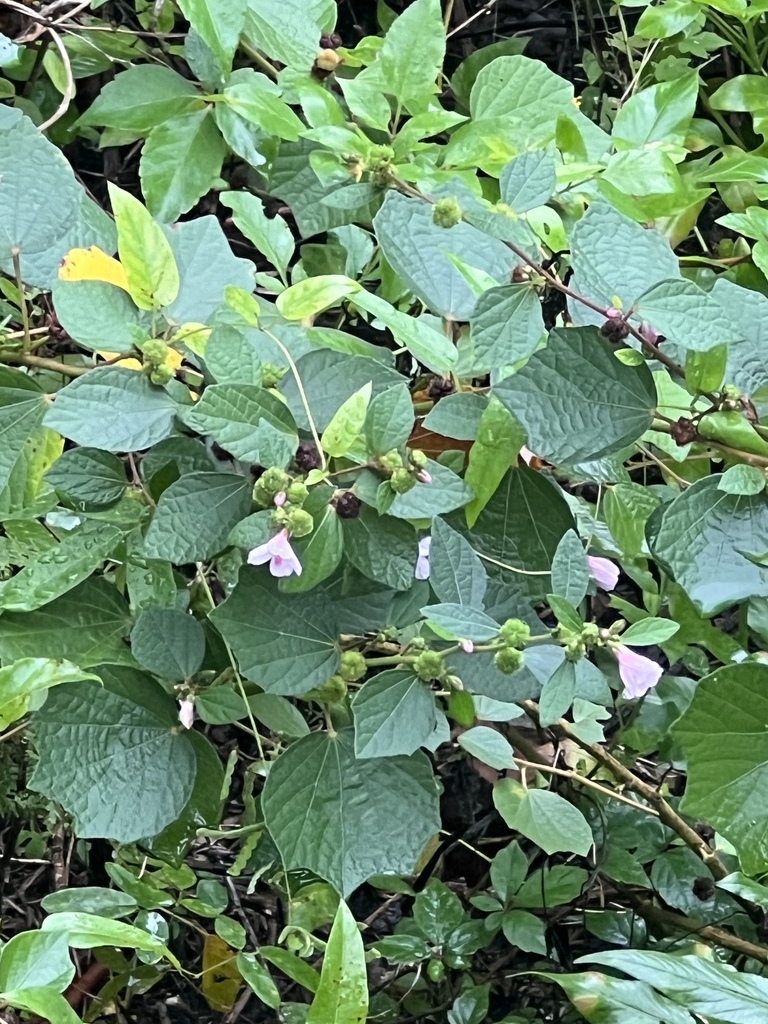 Caesar weed from University of Central Florida, Orlando, FL, US on ...