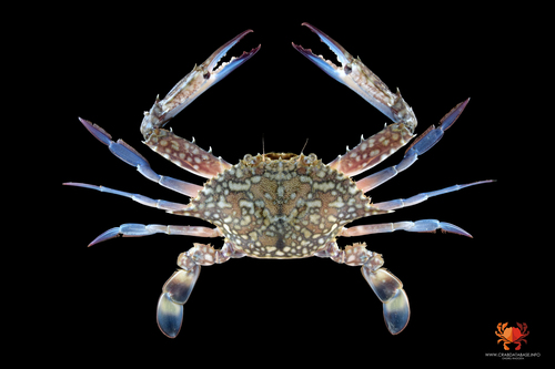Asian Blue Swimming Crab (Portunus pelagicus) · iNaturalist