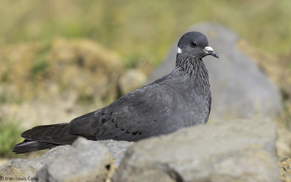 White-collared Pigeon (Columba albitorques) - Avian Discovery