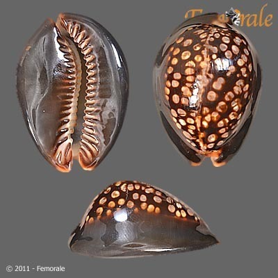 Humpback Cowry (Cypraea mauritiana) · iNaturalist