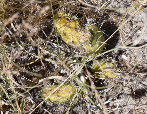 Variety Opuntia fragilis fragilis · iNaturalist