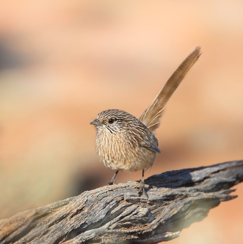 Eyre Peninsula Western Grasswren (Subspecies Amytornis textilis myall ...