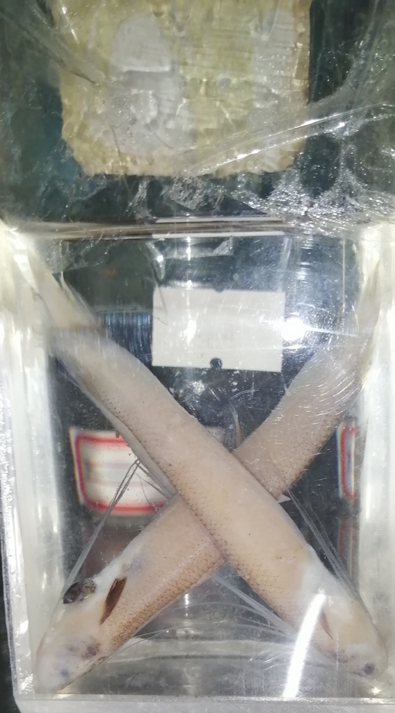 Unicorn Codlet in February 2021 by 李博恒 · iNaturalist