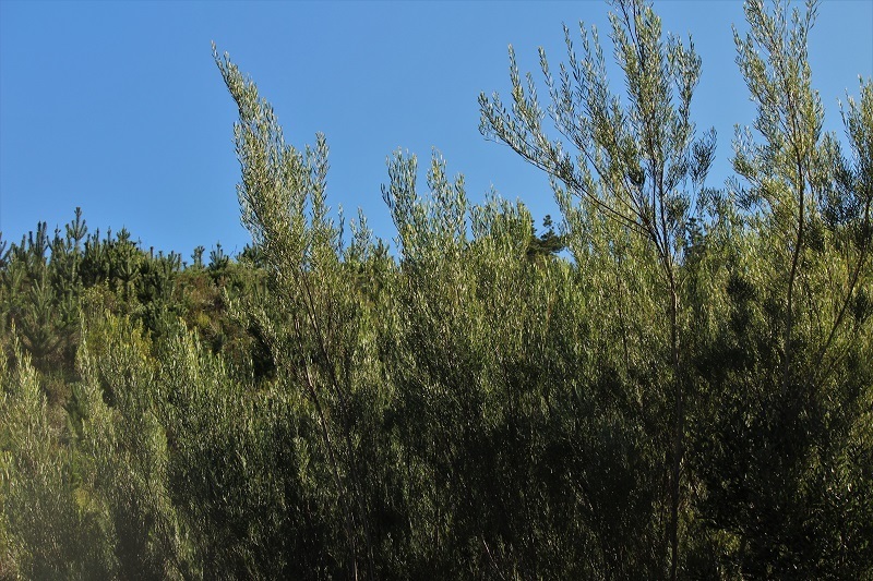 Hop wattle (Acacia stricta) - Botanical Realm