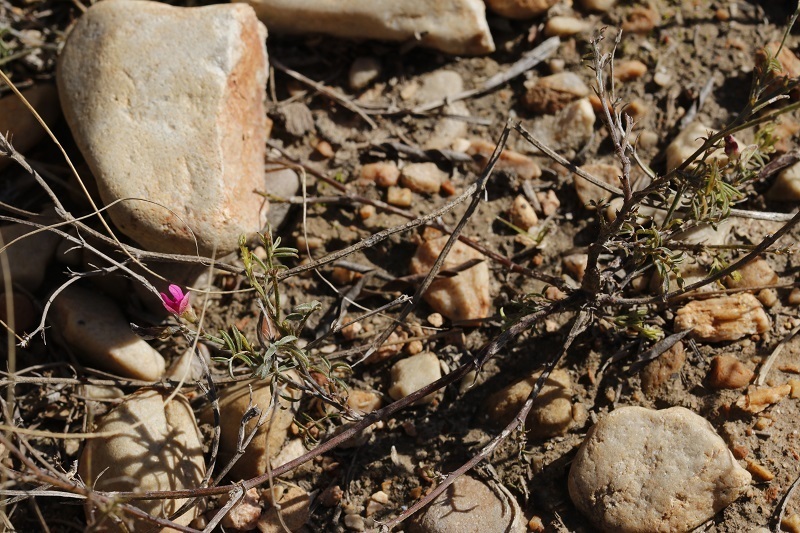 Tephrosia capensis angustifolia from South Cape DC, South Africa on ...