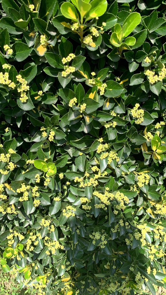 Japanese spindle tree from Srinagar on July 05, 2019 by saima_h ...