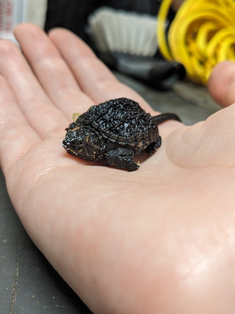 Common Snapping Turtle from Lower Mifflin Township, PA 17241, USA on ...