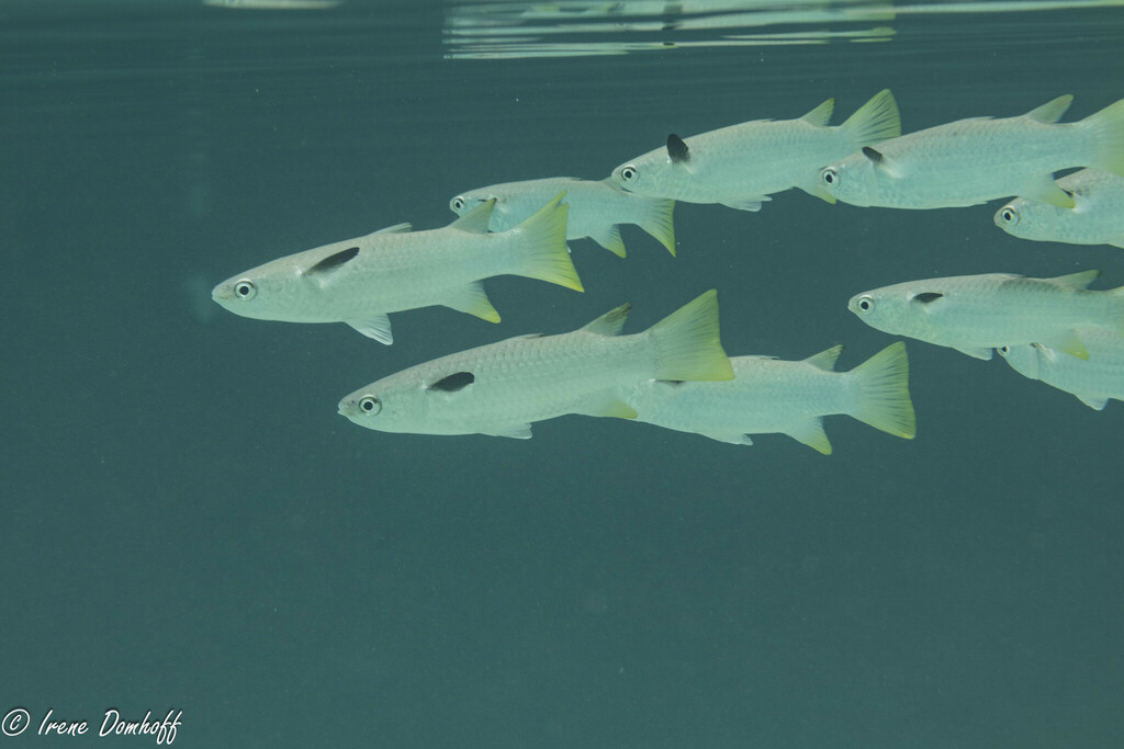Squaretail Mullet from Anau, Bora-Bora, French Polynesia on November 22 ...