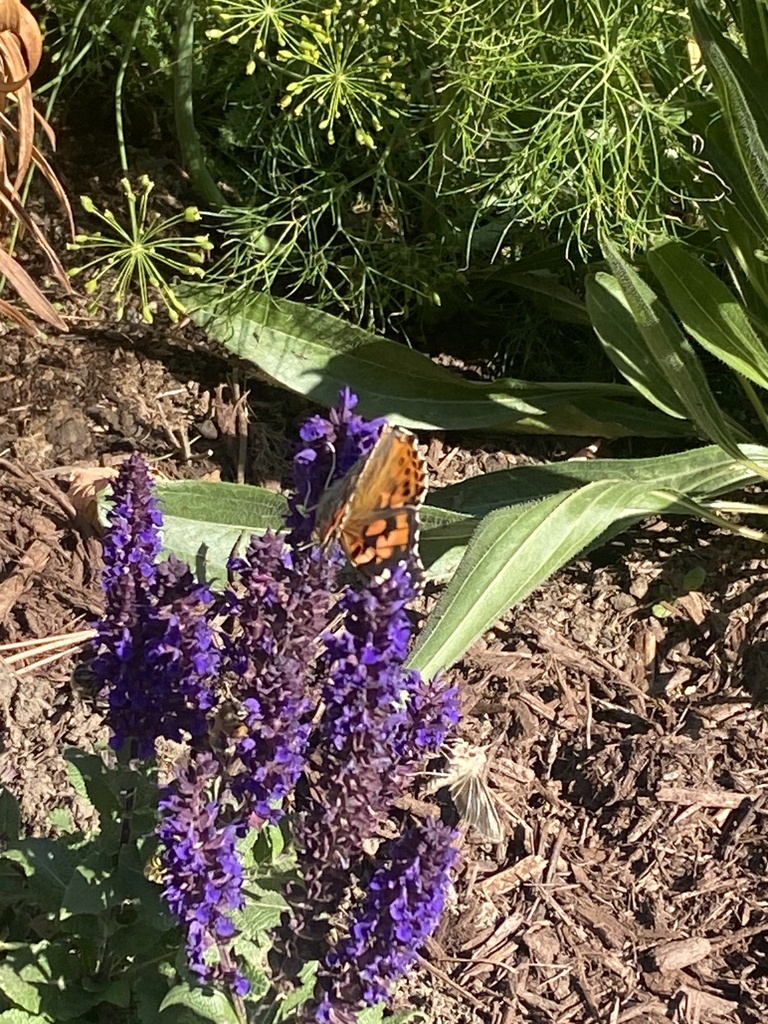 Painted Lady from SR-26, Colfax, WA, US on October 8, 2024 at 12:07 PM ...