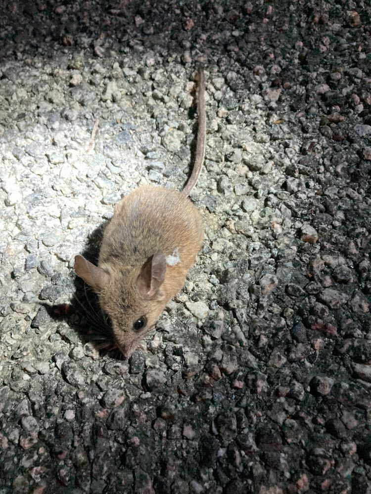 California Mouse from Santa Clara County, CA, USA on August 12, 2024 at ...