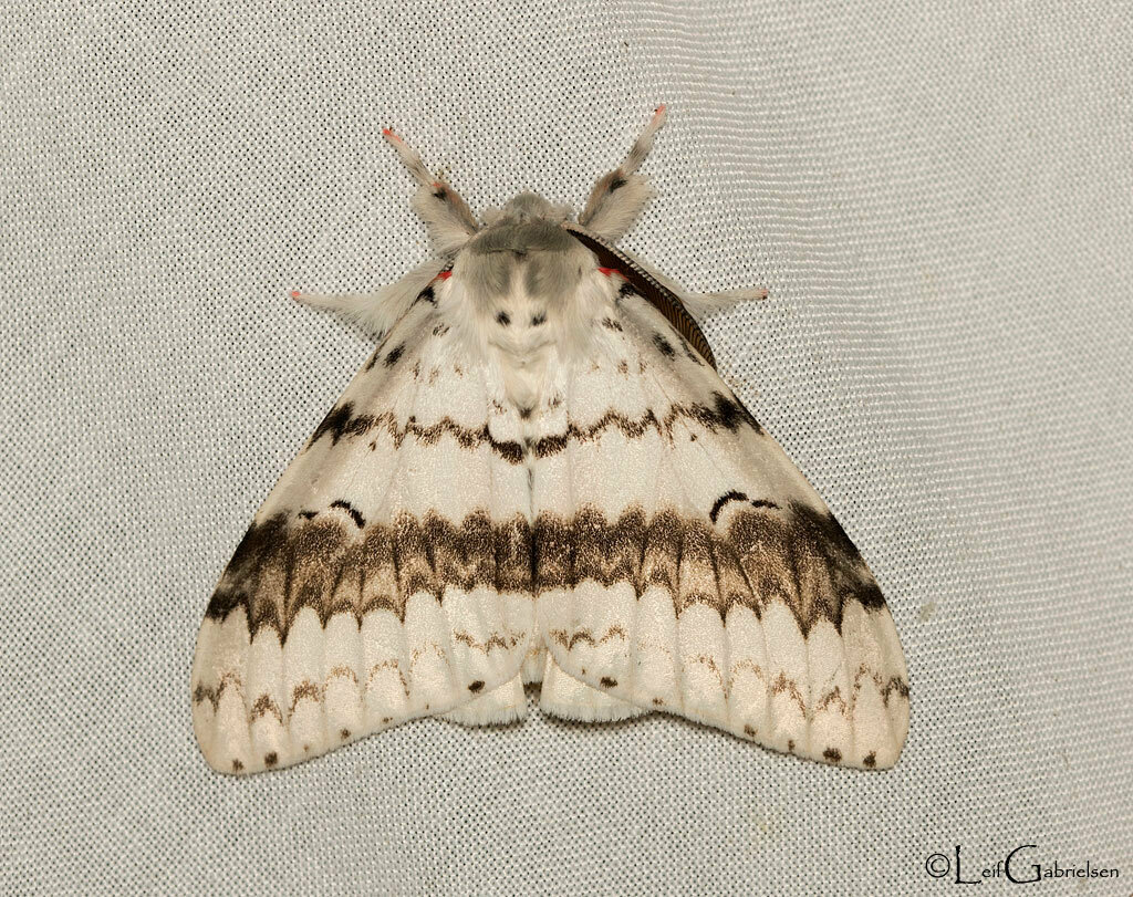Lymantria brotea brotea from Mt. Kitanglad above Dalwangan, Malaybalay ...