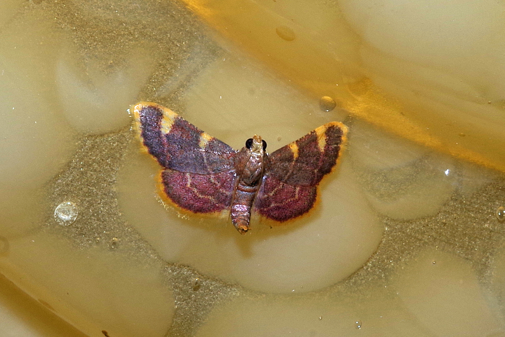 Clover Hayworm Moth from 45290 Nogent-sur-Vernisson, France on July 7 ...