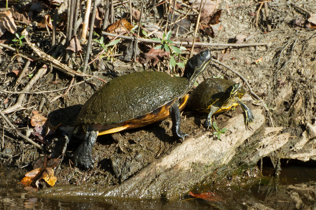 Yellow-bellied Slider from Alligator River National Wildlife Refuge ...