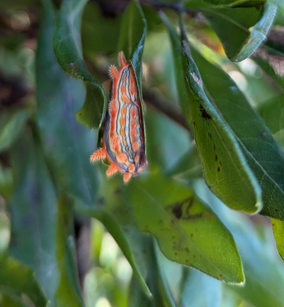 Stinging Rose Caterpillar Moth from West Cape May, NJ 08204, USA on ...