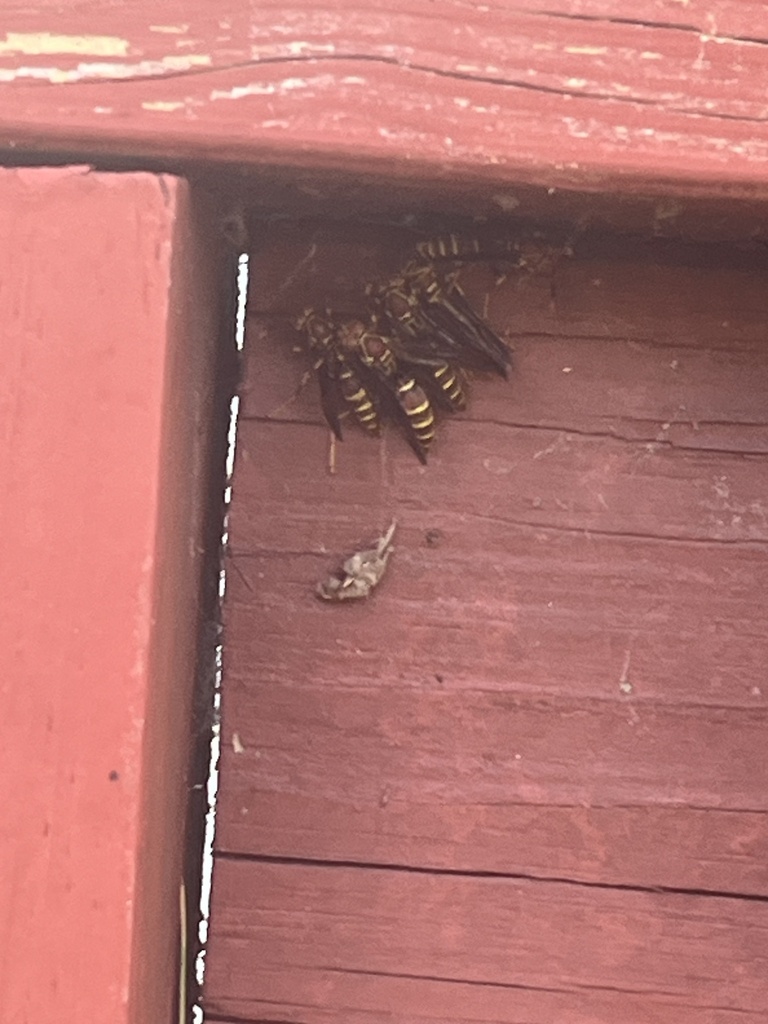 Typical Paper Wasps from Silver Maple Ct, Fletcher, NC, US on October ...