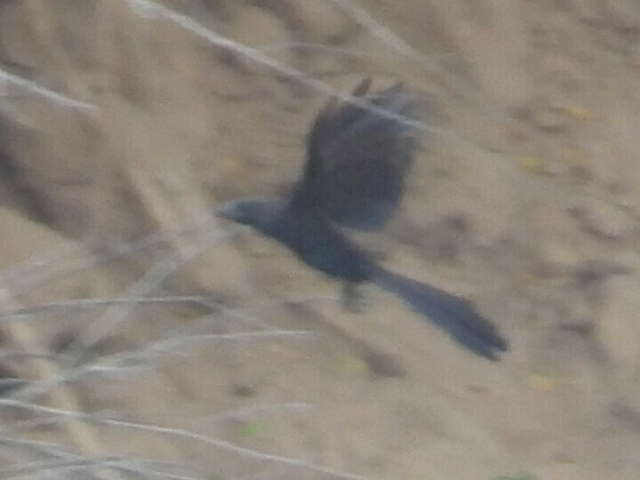 Garrapatero pijuy desde Kanion Sumidero, Chiapas, Meksyk el 02 de ...