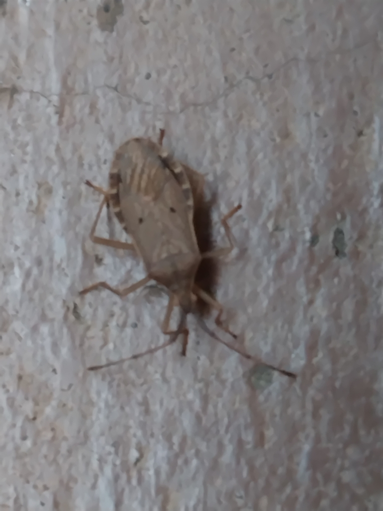 Homoeocerus unipunctatus from 日本、〒206-0015 東京都多摩市落川1248 on October 9 ...
