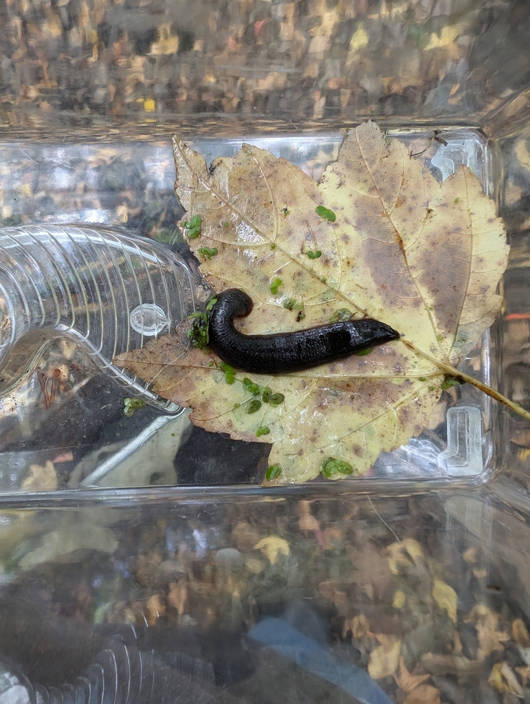 Horse Leech from Alley Park, Queens, NY, USA on October 8, 2024 at 03: ...