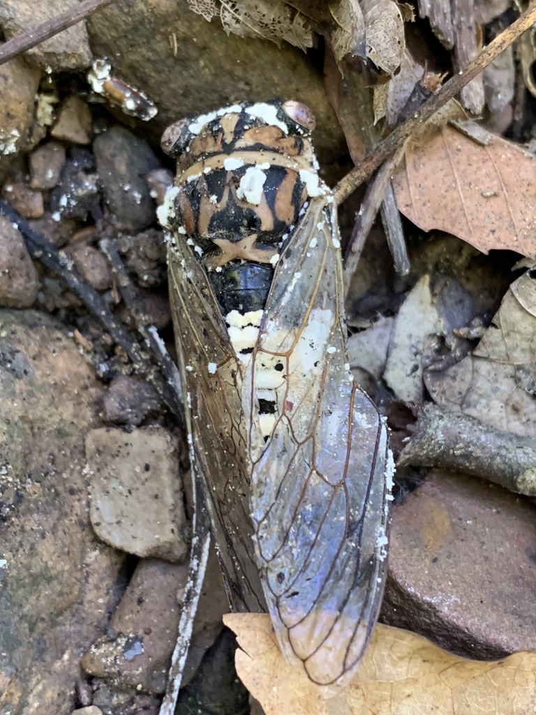 Icing sugar fungus from Hoosier National Forest, West Baden Springs, IN ...
