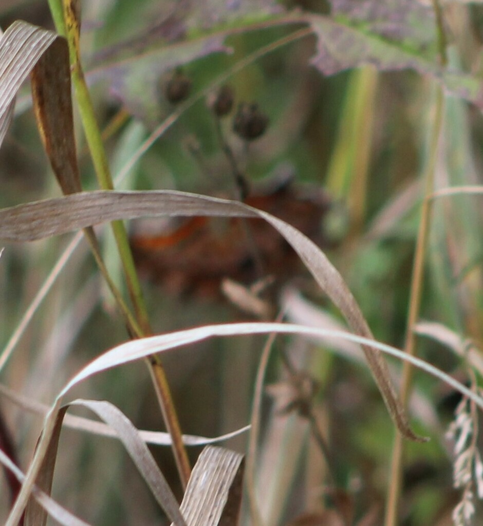 Eastern Comma from Huron County, ON, Canada on October 8, 2024 at 02:40 ...