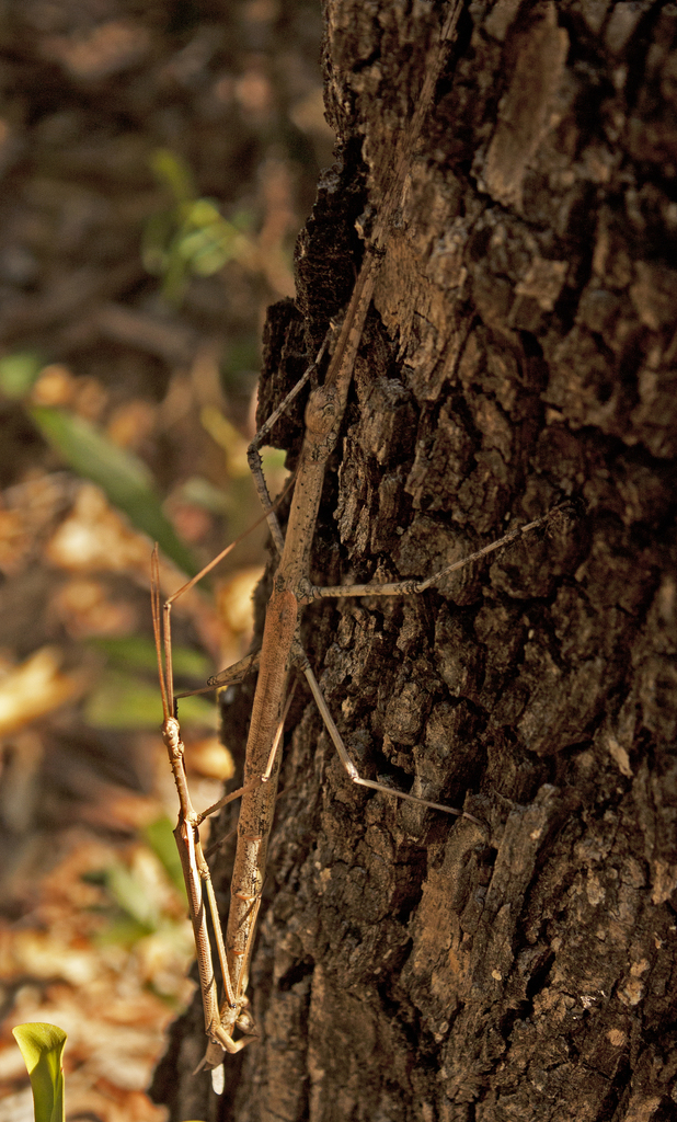tessellated stick insect from Mon Repos QLD 4670, Australia on December ...
