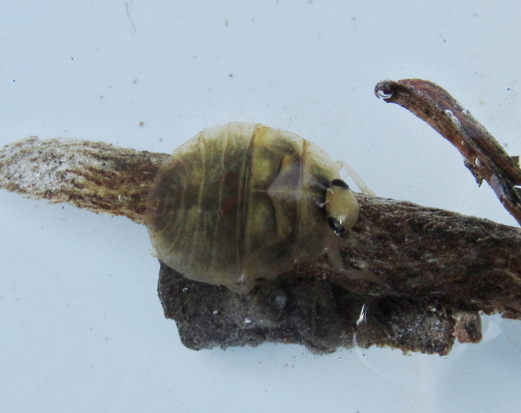 Aphelocheirus aestivalis from 783 21 Mladeč-Chudobín, Česko on October ...