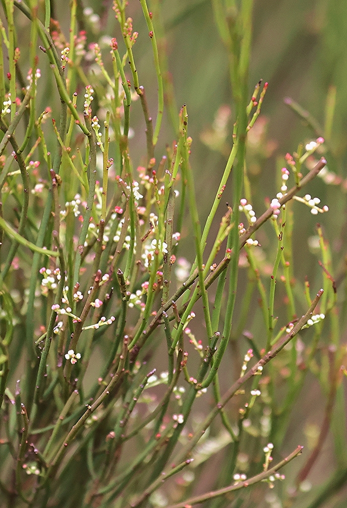 Pale Currant Bush from Pipers River TAS 7252, Australia on September 24 ...