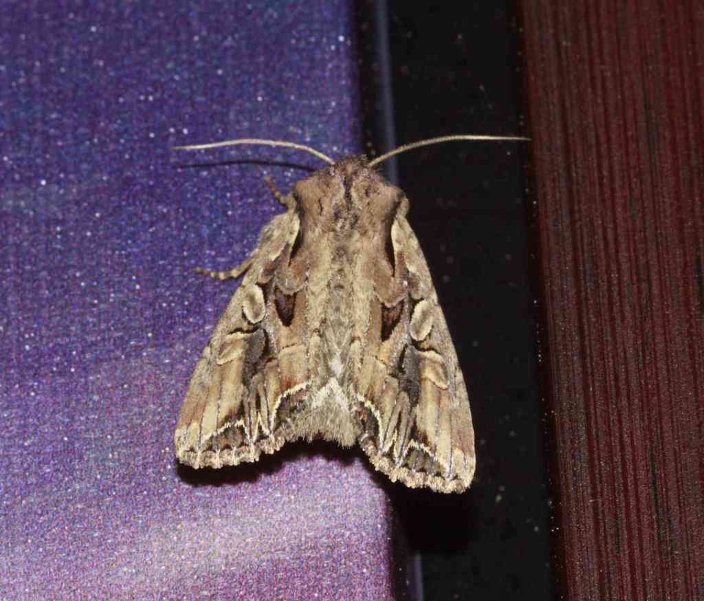Atlantic Arches Moth from Rue de la Baie, Pabos, QC G0C 2H0, Canada on ...