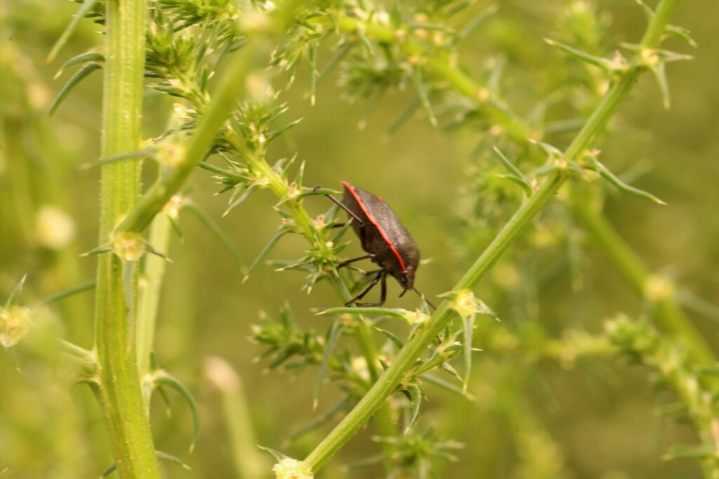 Conchuela Bug from Parque Tangamanga I, 78294 San Luis Potosí, S.L.P ...