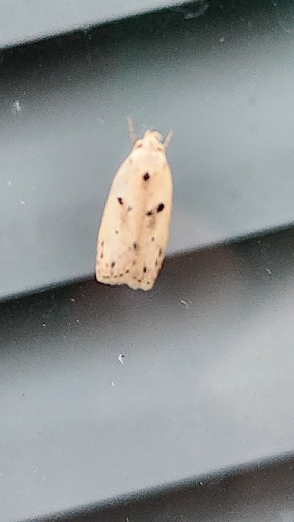 Scythropiodes issikii from Columbia, MD, USA on August 17, 2024 at 06: ...