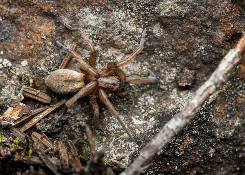 Neglected Ground Hunter Spider (Drassodes neglectus)