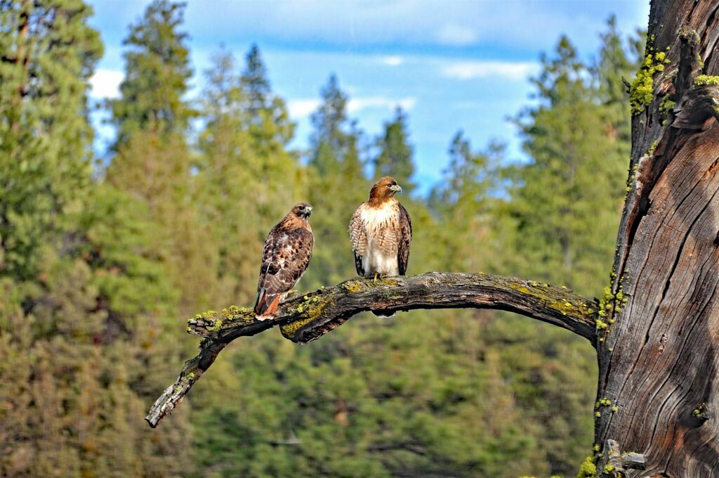 Red-tailed Hawk from Awbrey Butte, Bend, OR 97703, USA on November 11 ...