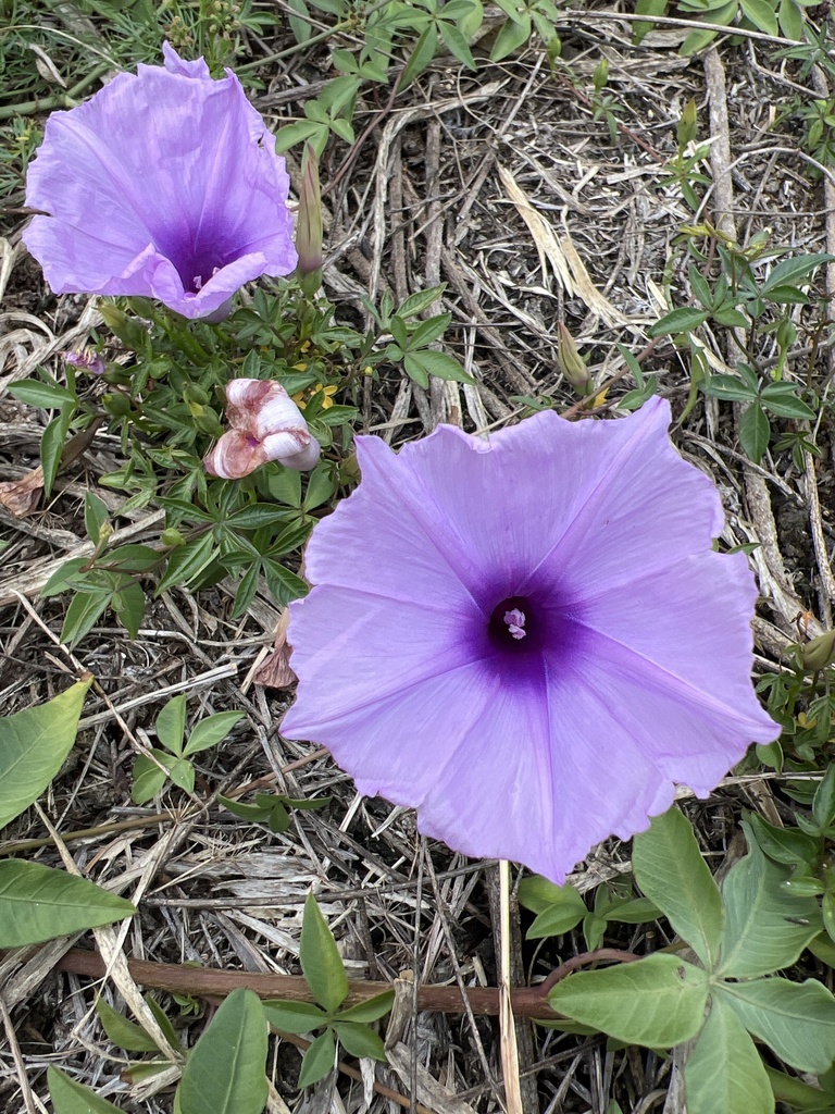 Mile-a-minute vine from Telegraph Rd, Bald Hills, QLD, AU on October 9 ...