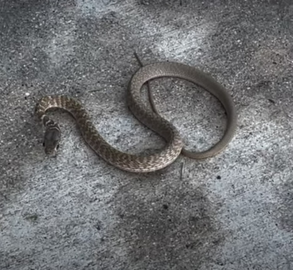 Coachwhip from W Vista Dr, San Bernardino, CA, US on October 8, 2024 at ...