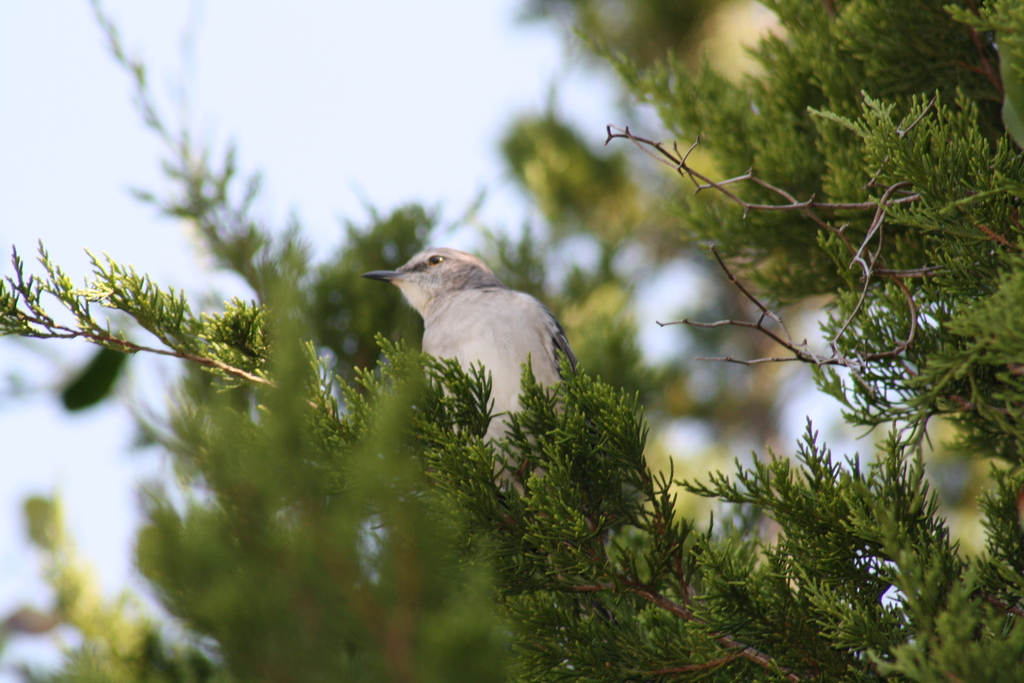 Northern Mockingbird from Heard Natural Science Museum & Wildlife ...