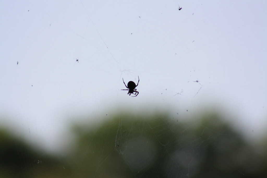 Spiders from Heard Natural Science Museum & Wildlife Sanctuary, 1 ...