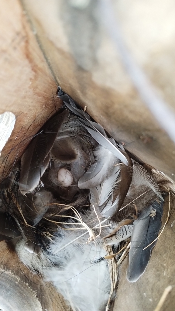 White-rumped Swallow from Magdalena, Provincia de Buenos Aires ...