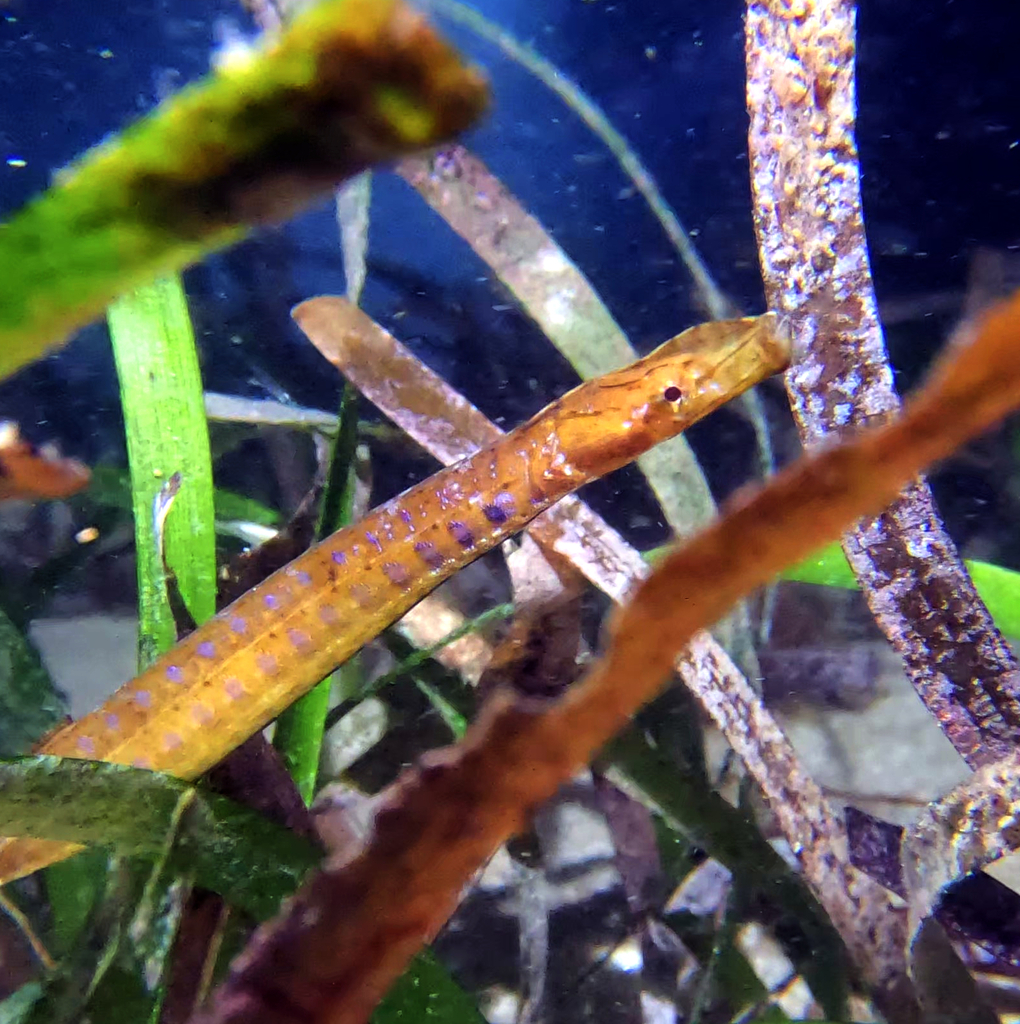 Rhino Pipefish from Watermans Reef on October 8, 2024 by mikekammermann ...