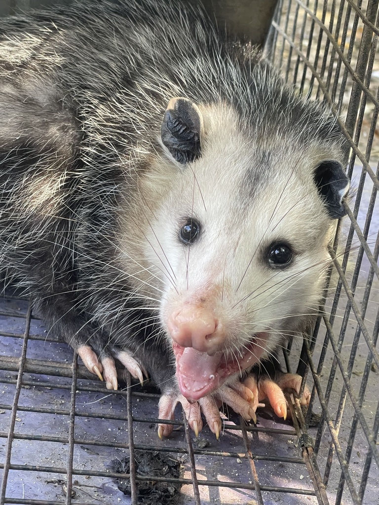Virginia Opossum from W Tenth St, Holden, MO, US on October 8, 2024 at ...