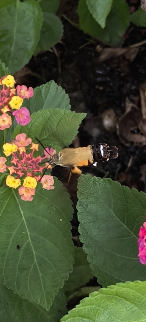 Humble Hummingbird Hawkmoth from 浙江省舟山市定海区临城 on October 8, 2024 at 12: ...