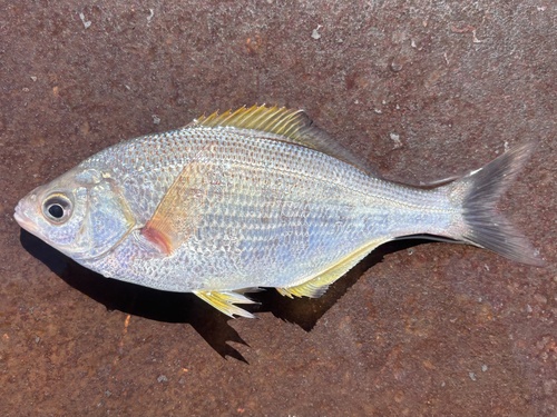 mojarra picuda (Phanerodon atripes) · iNaturalist Mexico