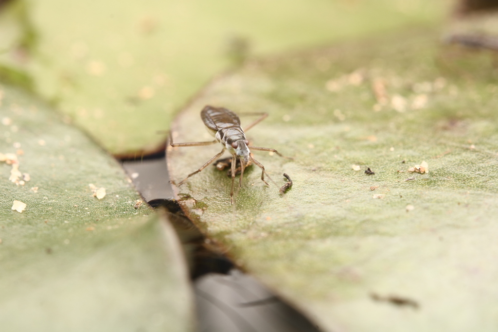 Mulsant's Water Treader from Prince George's County, MD, USA on October ...