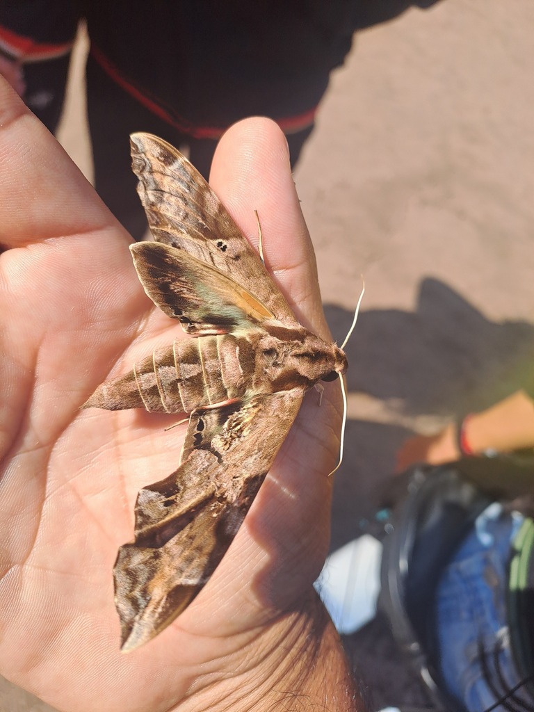 Eumorpha analis from X5223 Col. Caroya, Córdoba, Argentina on October 8 ...