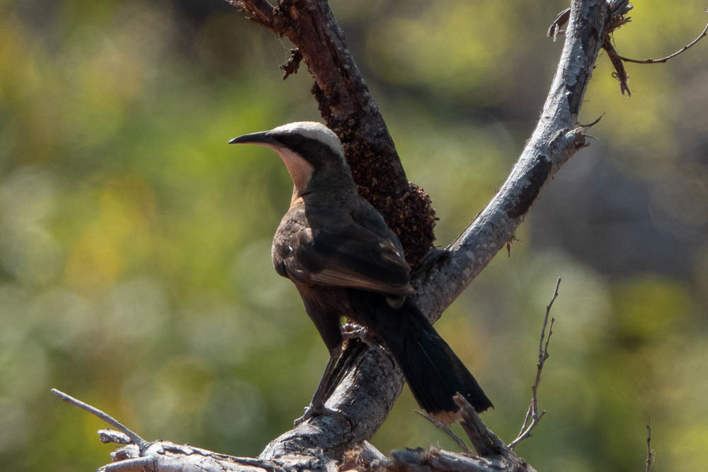 Red-breasted Grey-crowned Babbler (Pomatostomus temporalis rubeculus ...