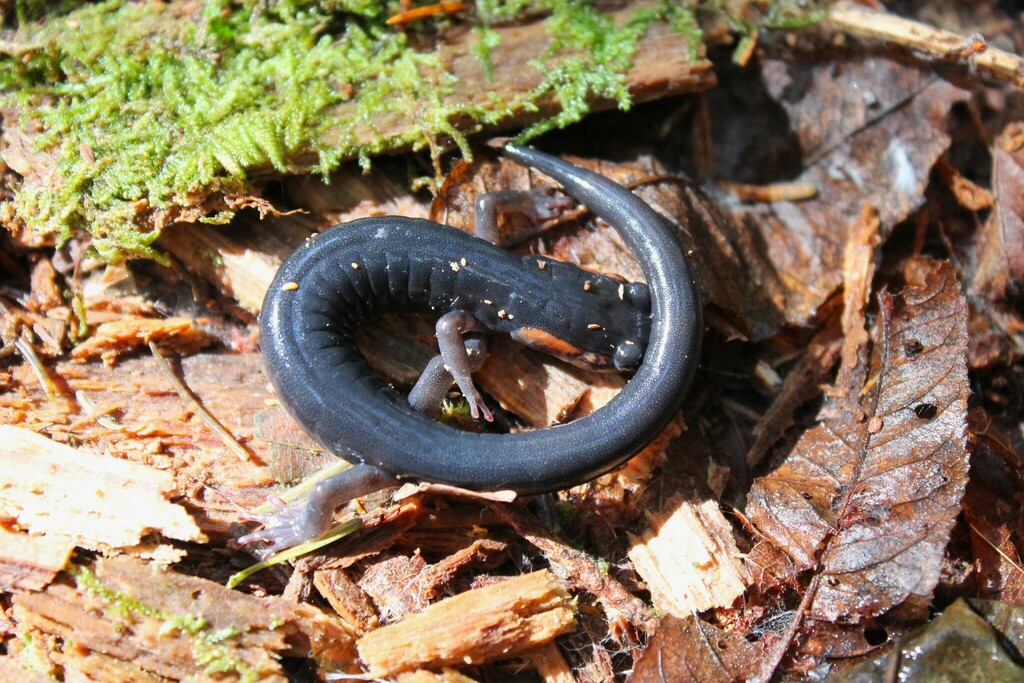 Red-cheeked Salamander in October 2024 by Dominic. Only one seen for ...