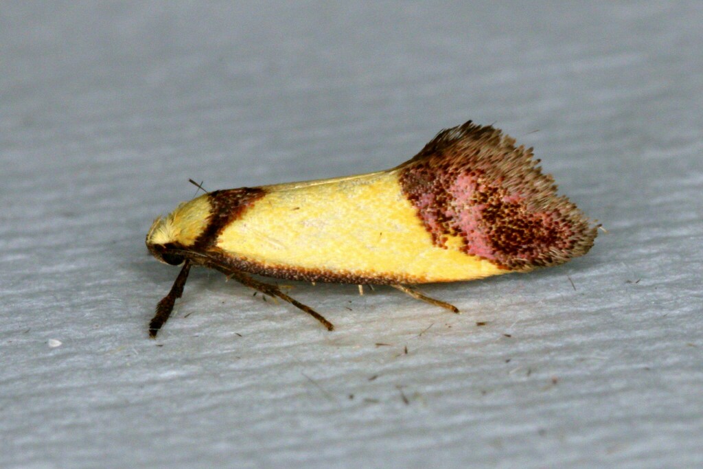 Crepidosceles timalphes from Sydney NSW, Australia on October 8, 2024 at 07:13 AM by Jack ...