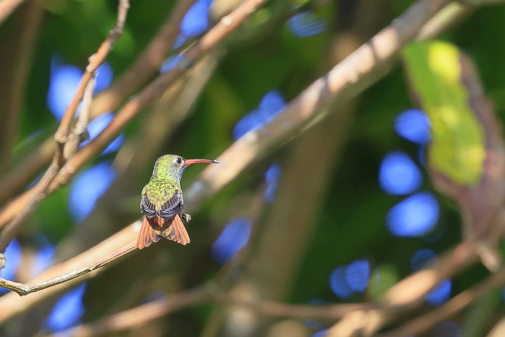 Colibrí Vientre Canelo desde 93590 Casitas, Ver., México el 23 de ...