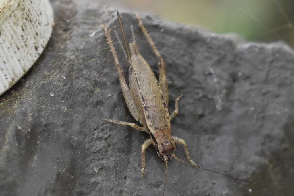 Jumping Bush Cricket in October 2024 by northerly · iNaturalist