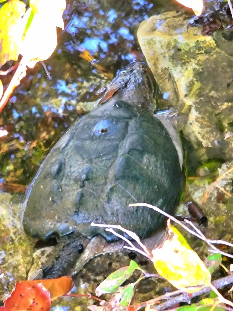 Common Snapping Turtle from Allen, TX, USA on October 7, 2024 at 08:35 ...
