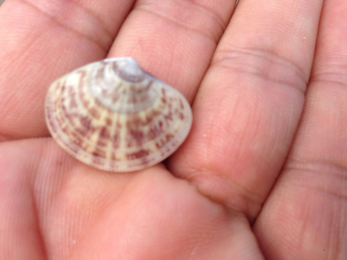 Sunetta sunettina · iNaturalist